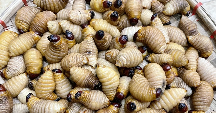 Palm worm - a rare and hard-to-find specialty of the Fatherland