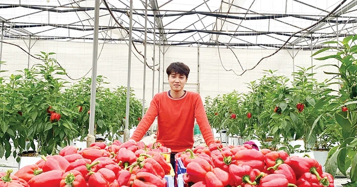 Sweet Palermo peppers in the midlands